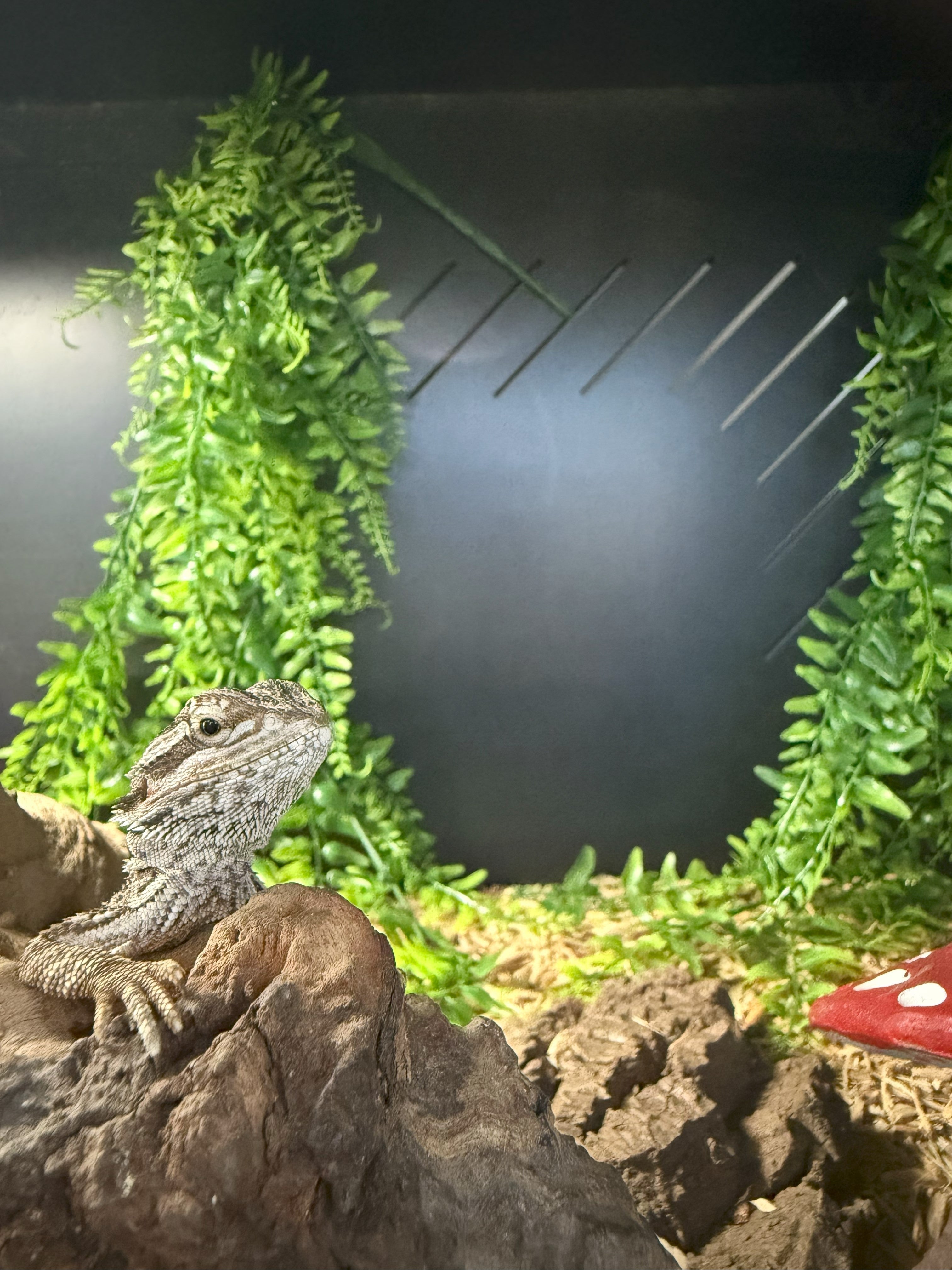 RCB PVC Reptile Enclosures | Durable & Affordable Reptile Habitats ...