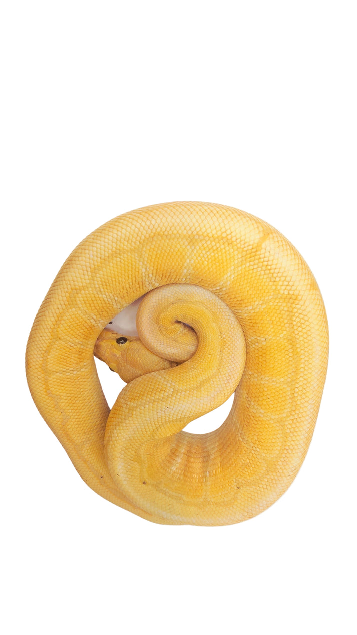 Coral Glow Ball Pythons for Sale – Captive-Bred, Healthy & Beautiful ...