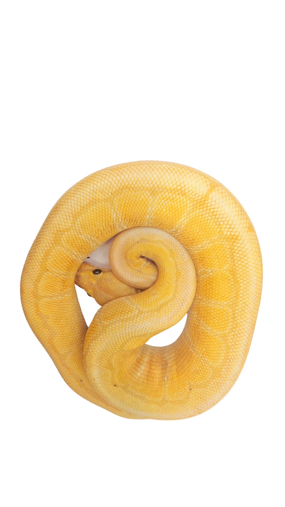 Coral Glow Ball Pythons for Sale – Captive-Bred, Healthy & Beautiful – REPTICUBE