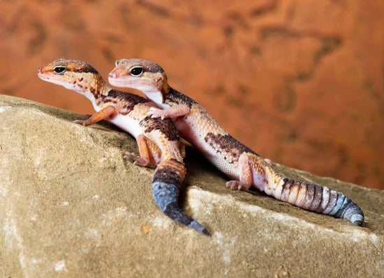 Gargoyle Gecko – REPTICUBE