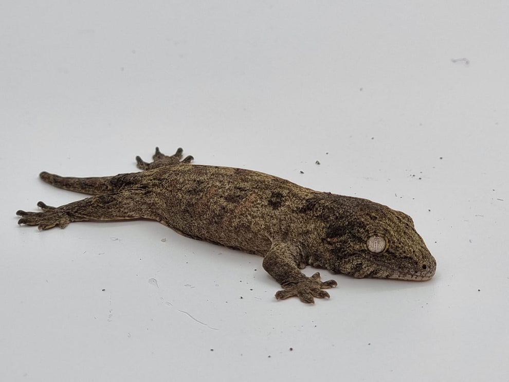 Female Leachie Gecko for Sale – The Largest Gecko in the World – REPTICUBE
