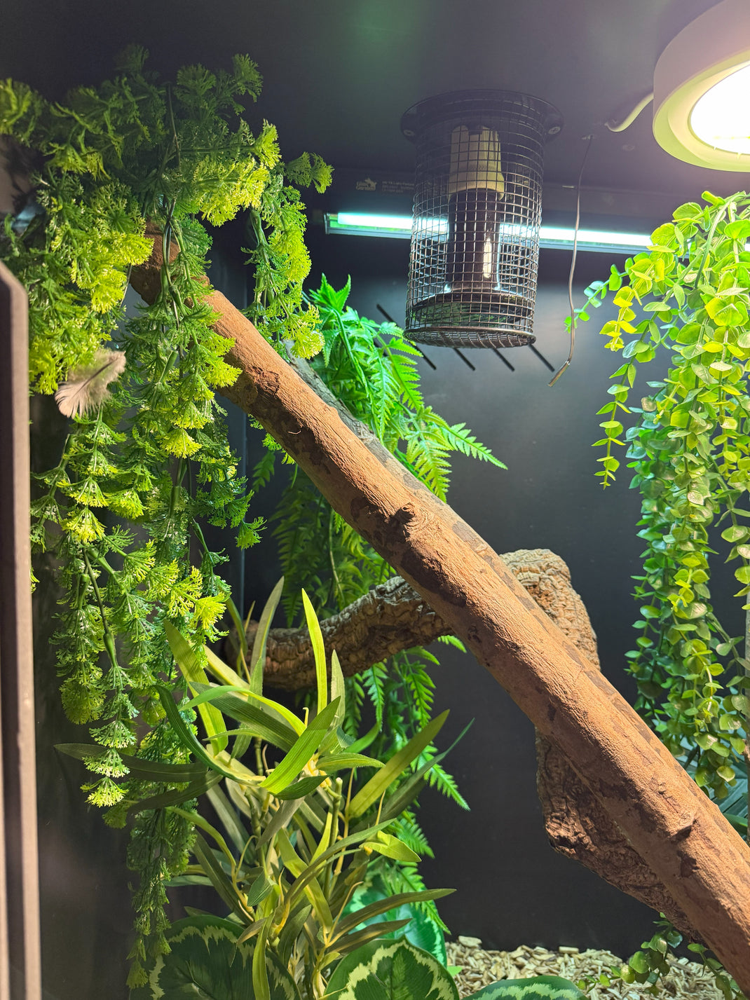 Repticube - Reptile Shop – REPTICUBE