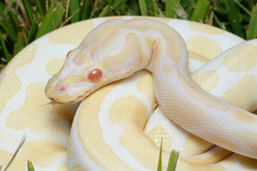 Ball Pythons for Sale | Captive-Bred Morphs | ReptiCube South Africa ...